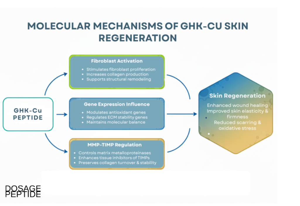 What Does GHK-Cu Do for Skin Health, Wrinkle Reduction, and Collagen ...